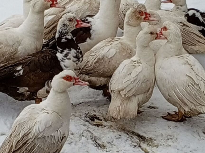 Утки домашние