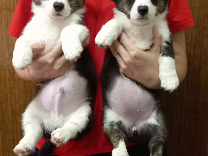 Вельш корги кардиган