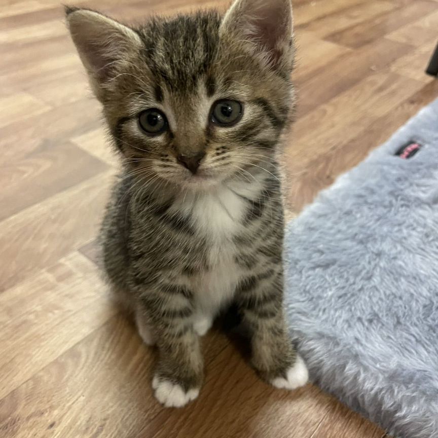 Котенок ищет себе дом