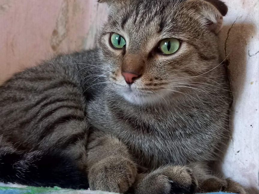 Кошка в дар