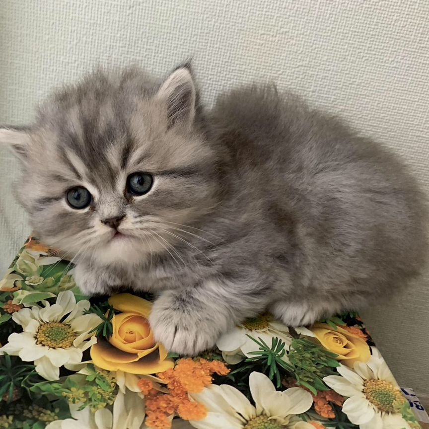 Шотландский прямоухий длинношёрстный котёнок
