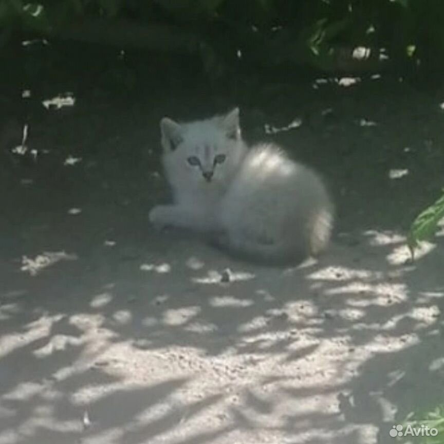 Котенок в дар
