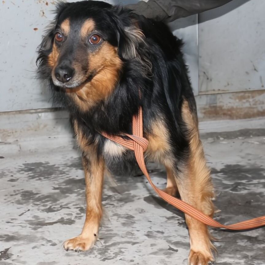 Взрослая собака в добрые руки