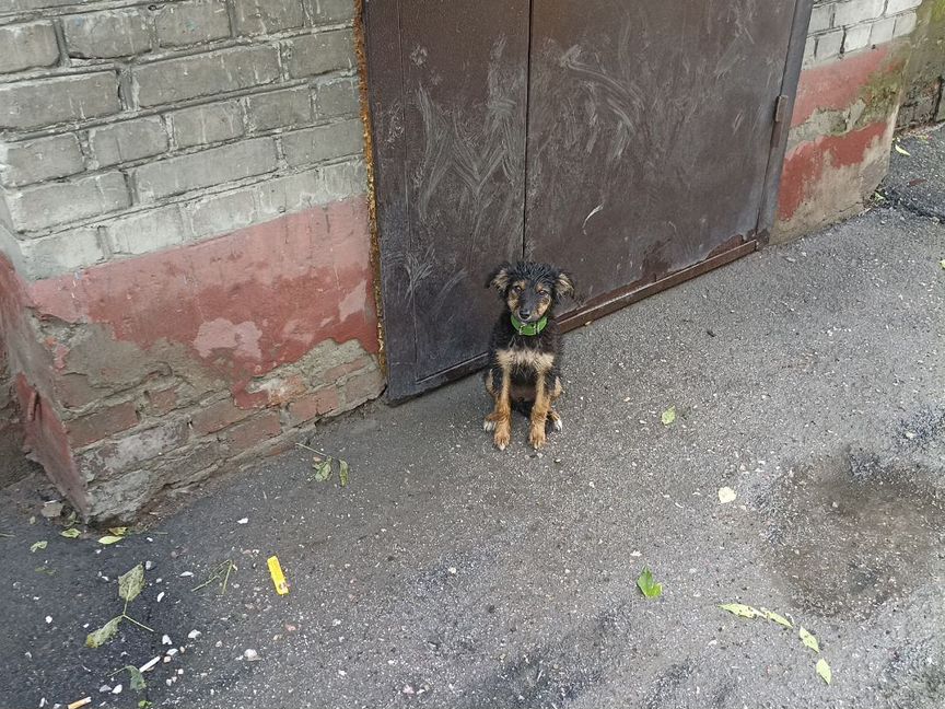 Нашли собачку девочку