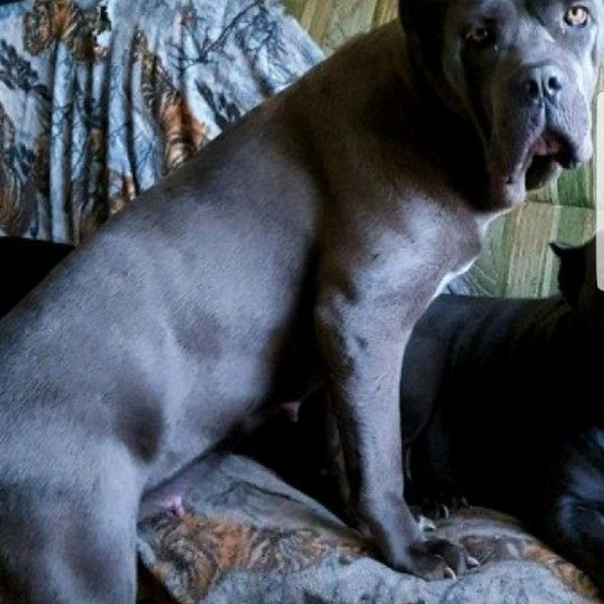 Кане корсе щенок