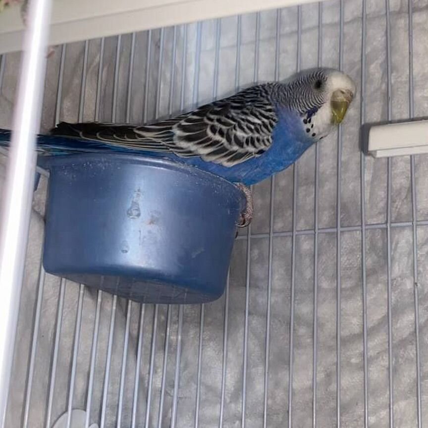 Волнистый попугай самка