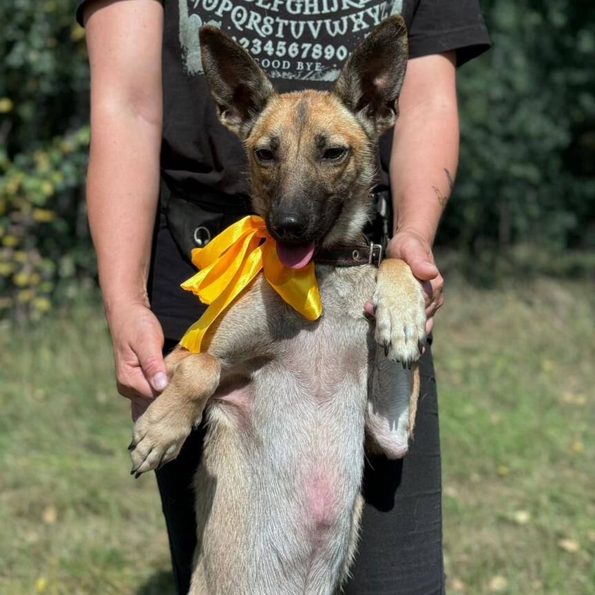 Креветка-малышка из приюта ищет семью