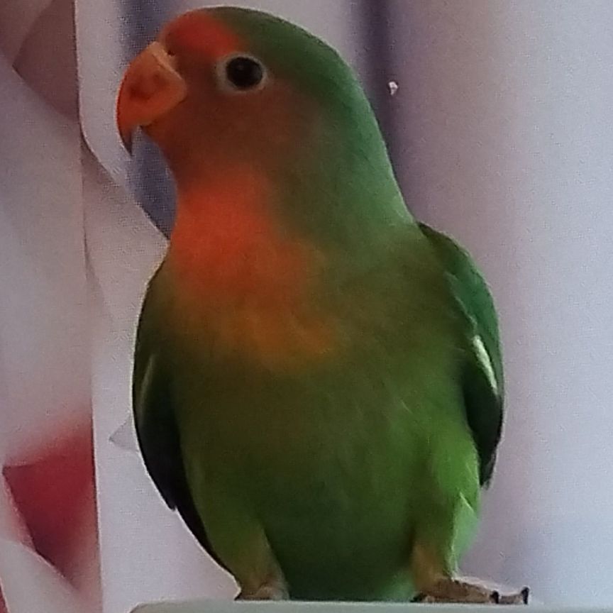 Птенчики неразлучника