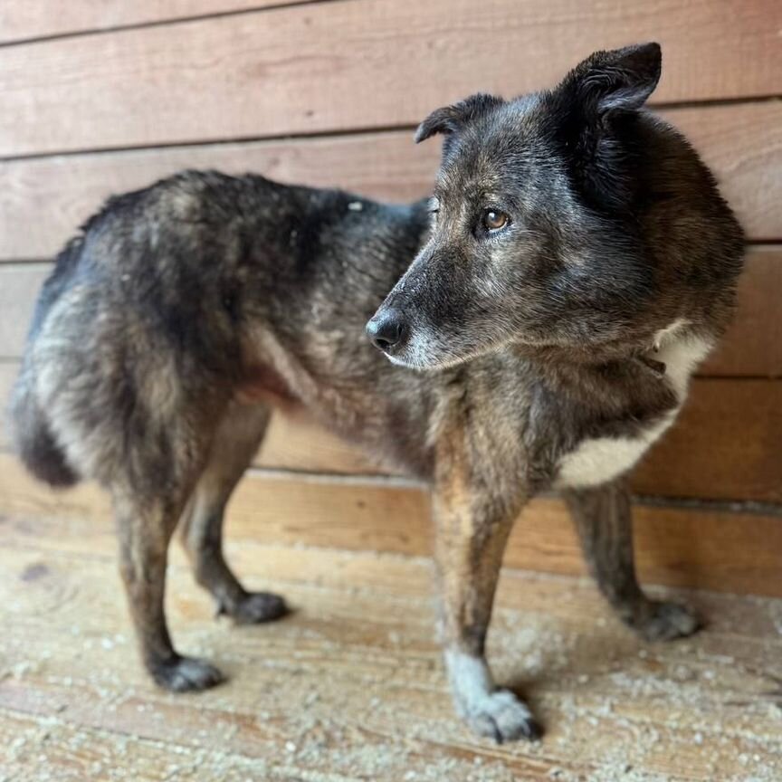 Взрослая собака в добрые руки