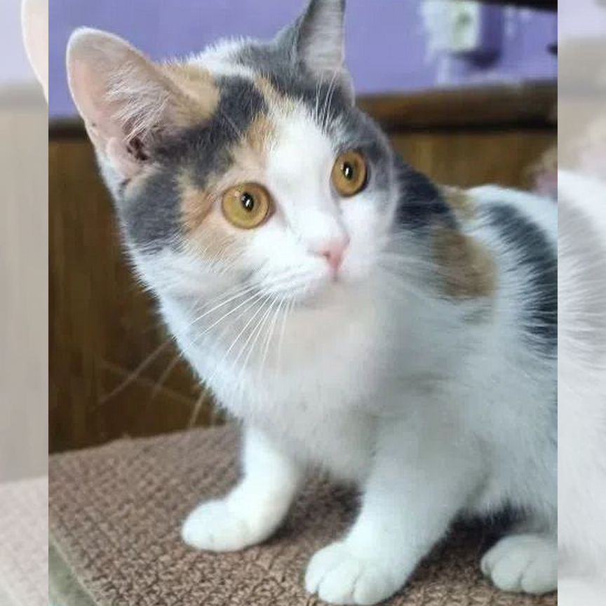 Взрослая, кошка в добрые руки