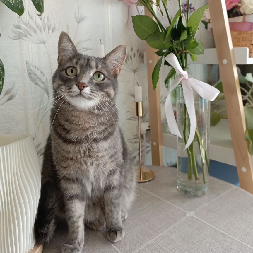 Взрослая, кошка в добрые руки