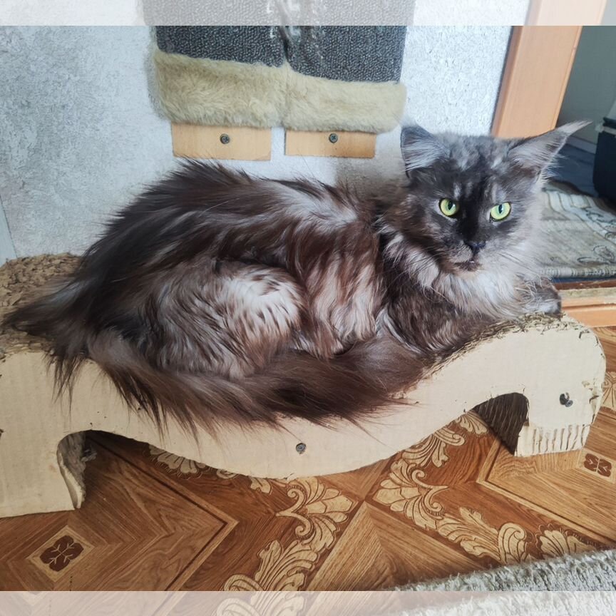 Мейн-кун, взрослая кошка