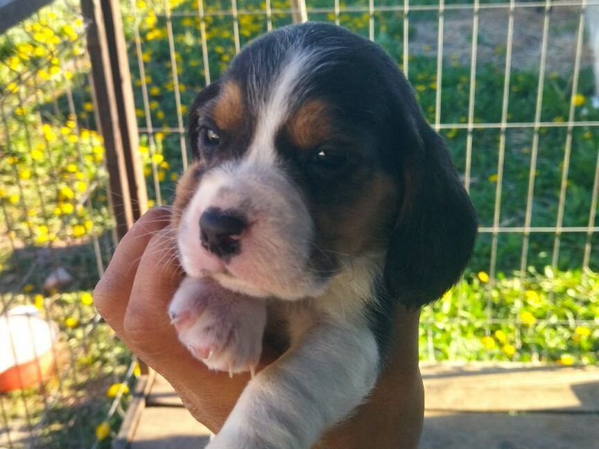 Щенки бигль