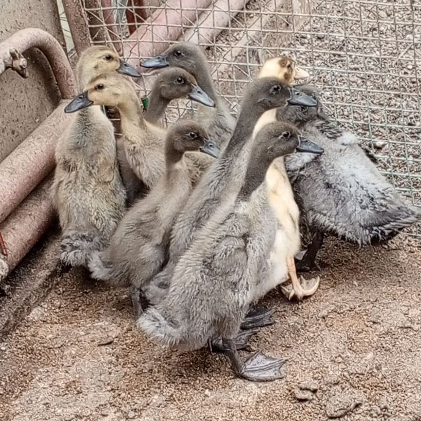 Утята(бронь на 25 апреля)