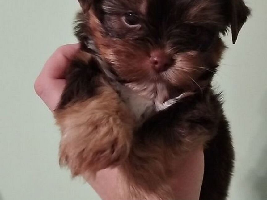 Йоркширский терьер щенки шоколадный