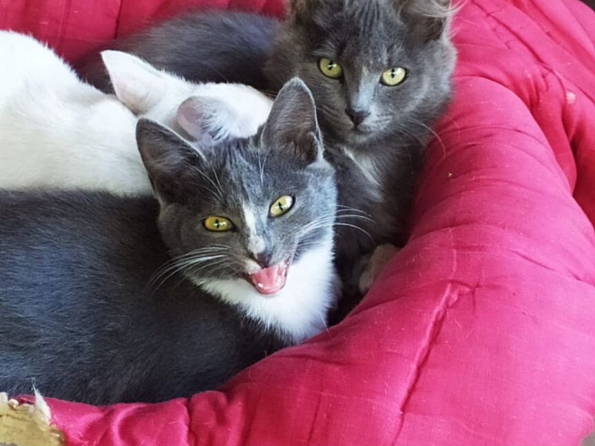 Молодая кошка