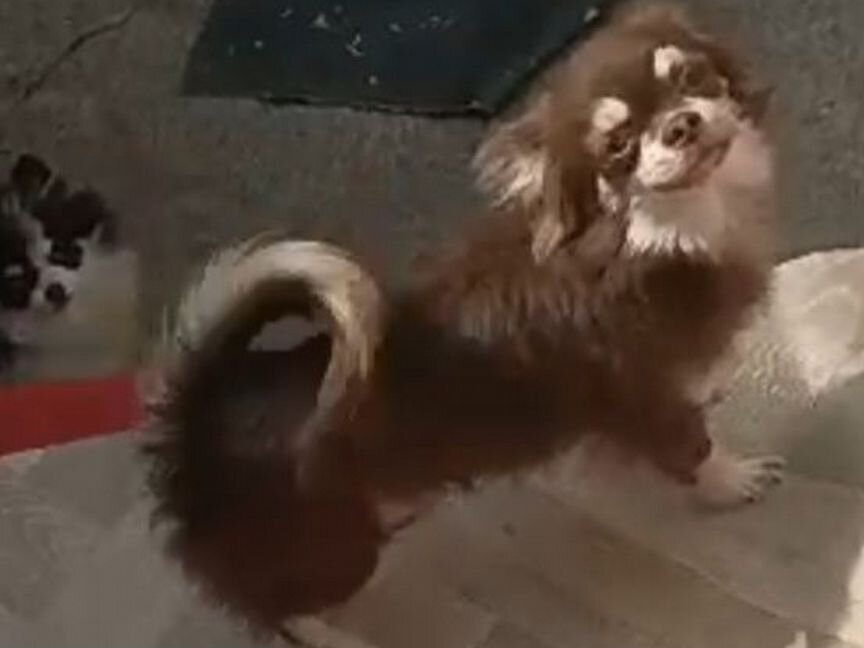 Вязка Шоколадно-подпалый длинник