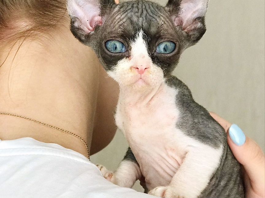 Котик