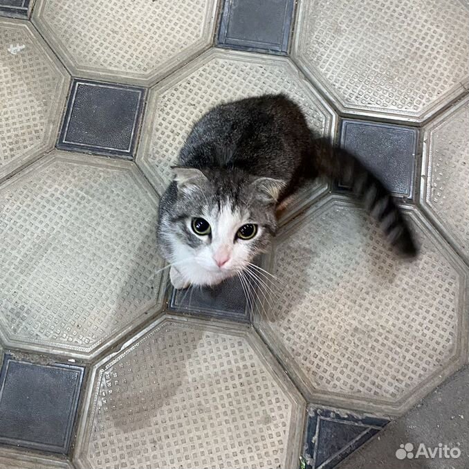 Вислоухий британец кот