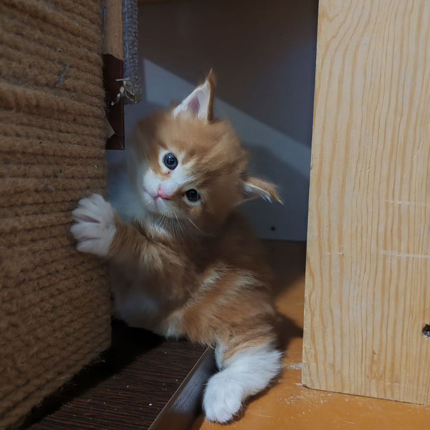 Майн кун котята