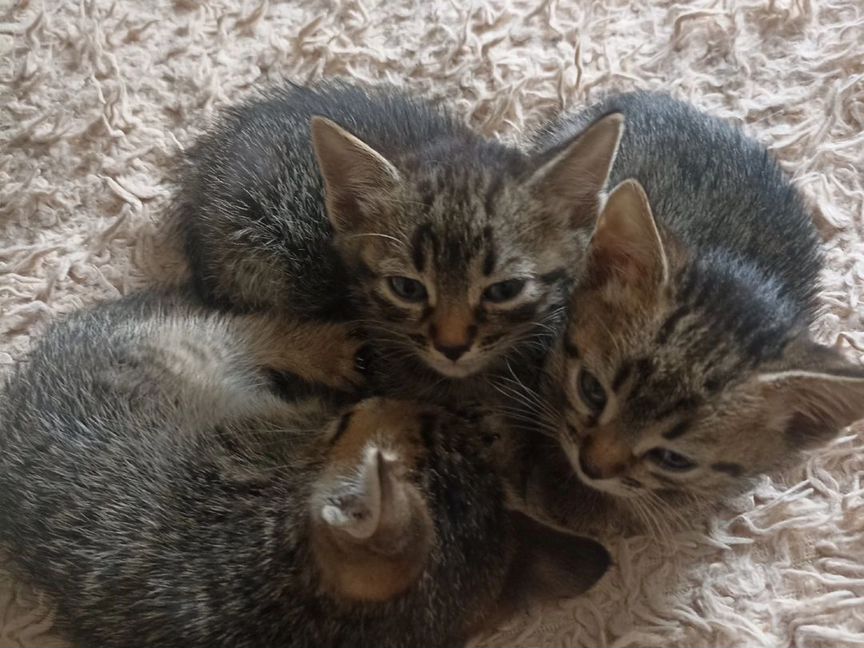 Помогите крошкам стать домашними