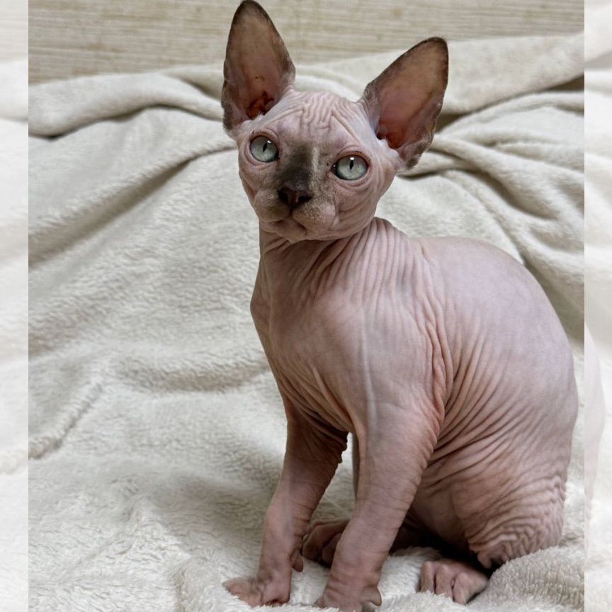 Канадский сфинкс котёнок