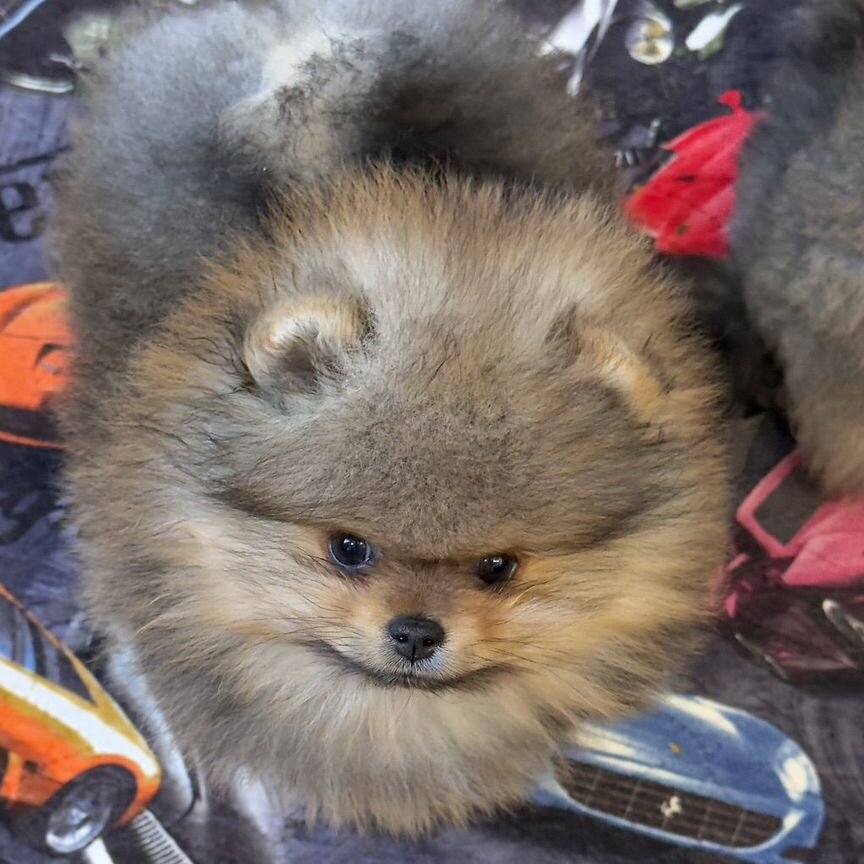 Померанский шпиц, щенок