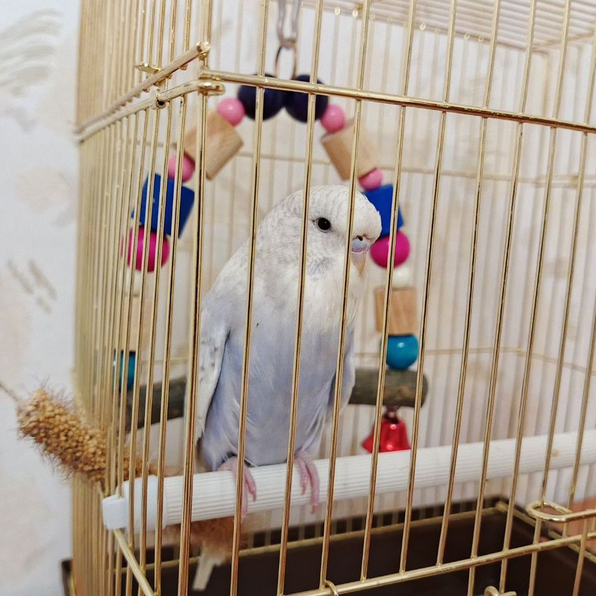 Попугай
