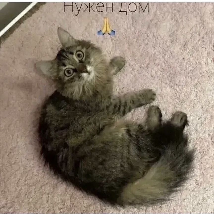 Спасенная малышка ищет ответсвенную семью