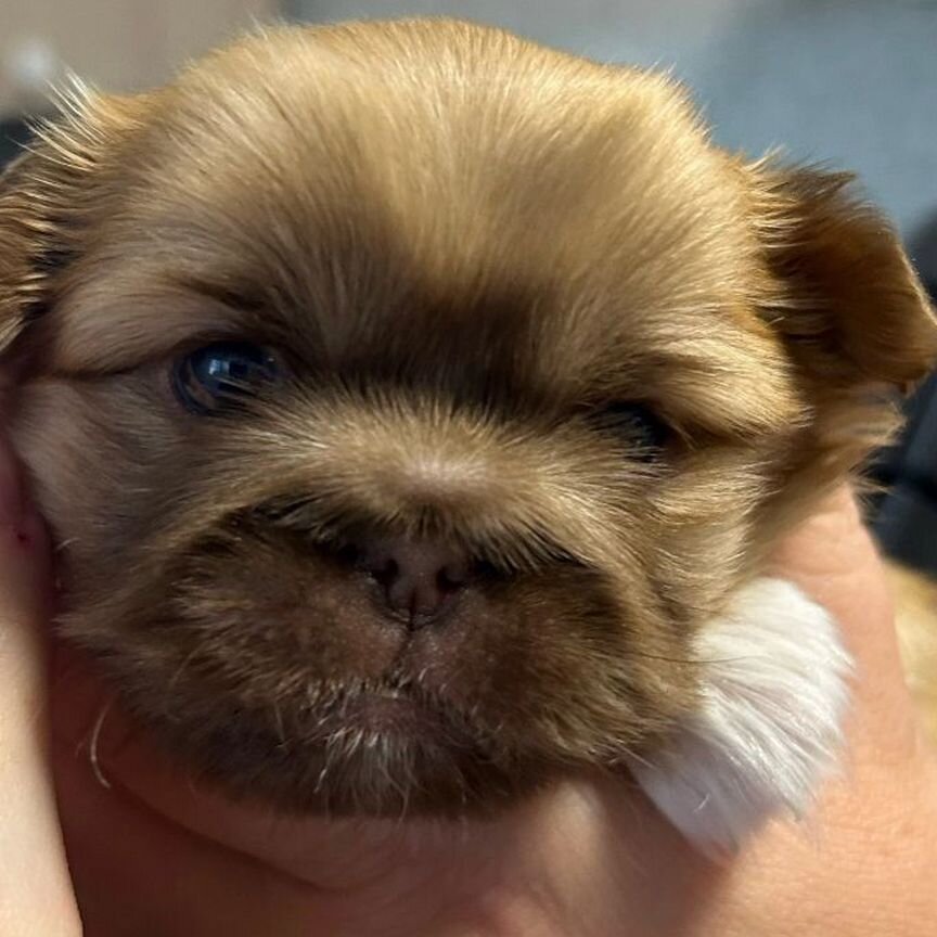 Щенки пекинеса