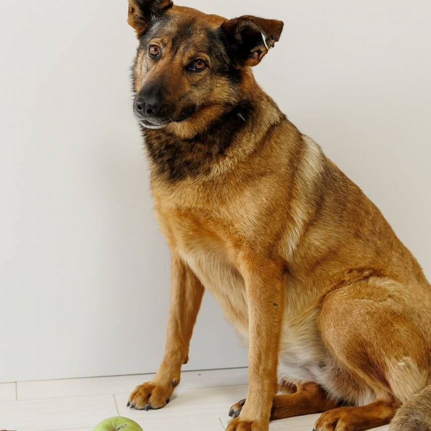 Идеальная собака Джемма в добрые руки в дар