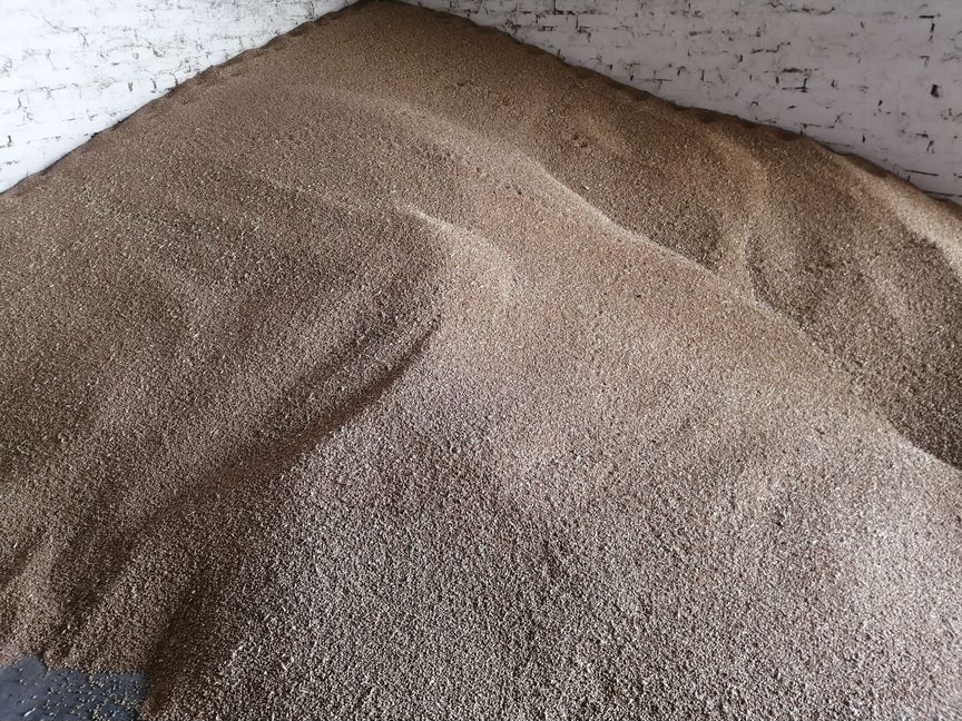 Зерно пшеница