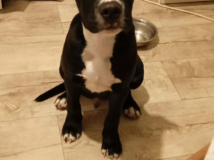 Стаффордширский терьер