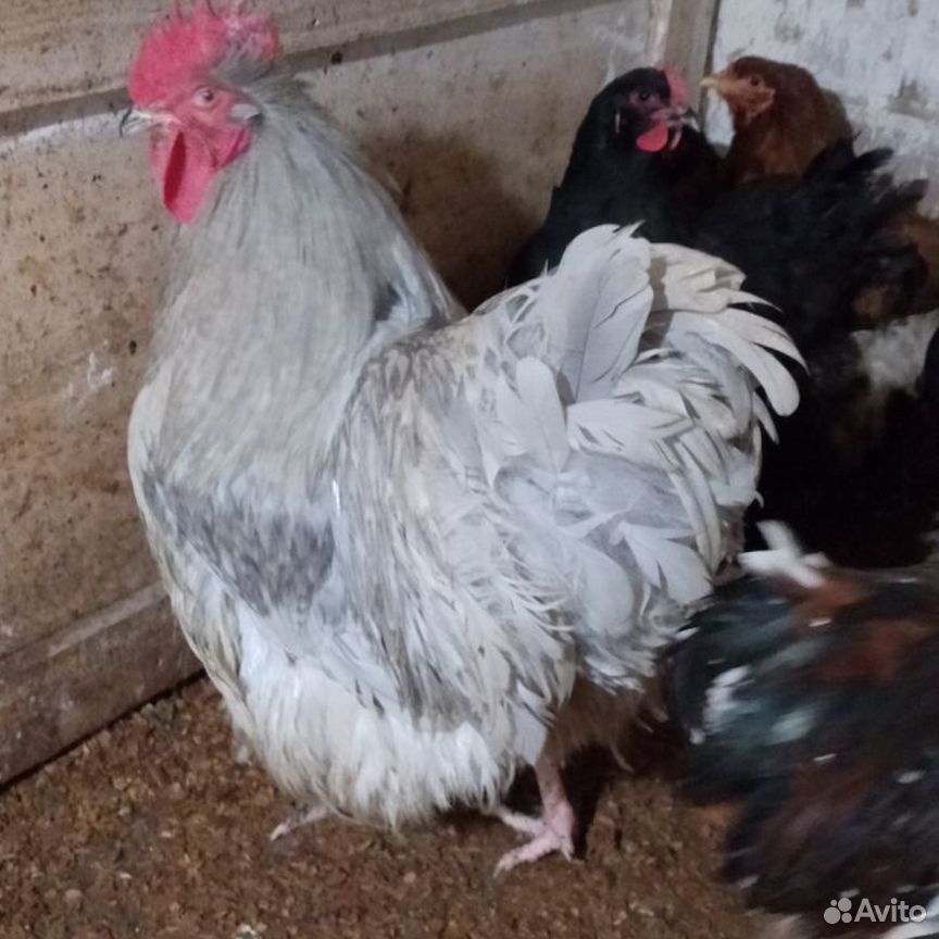 Цыплята орпингтона помесные по окрасу