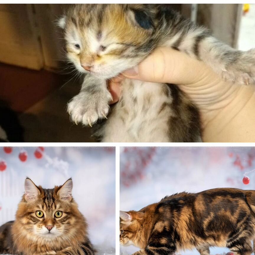 Курильский бобтейл длинношёрстный котёнок