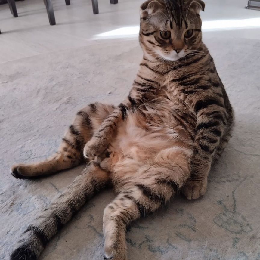 Домашние животные кошки