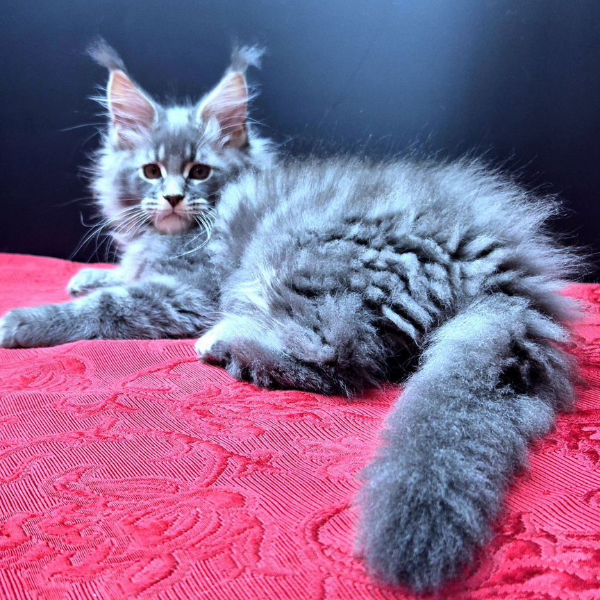 Мейн-кун котёнок