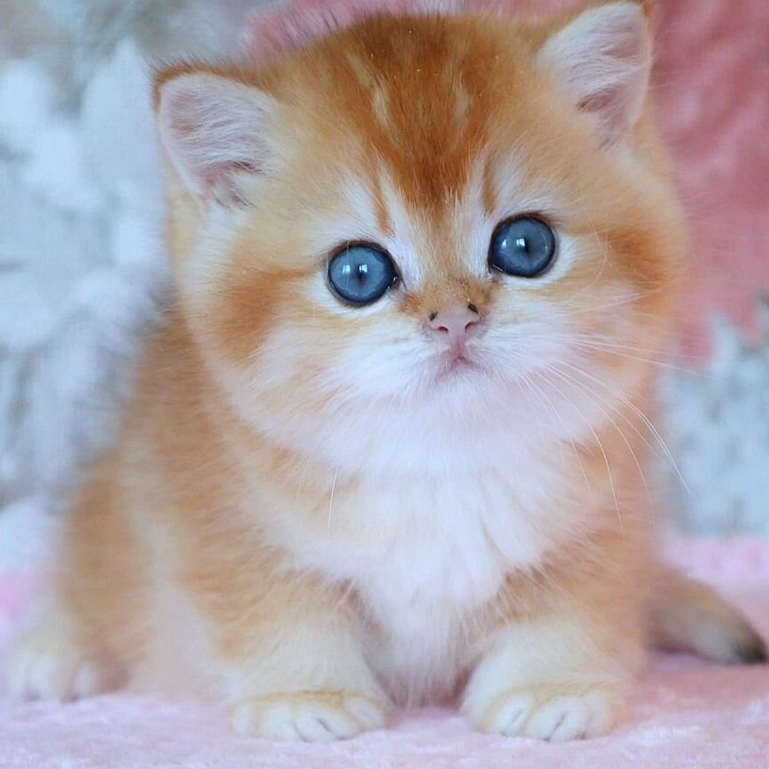 Британские котята золотая шиншилла