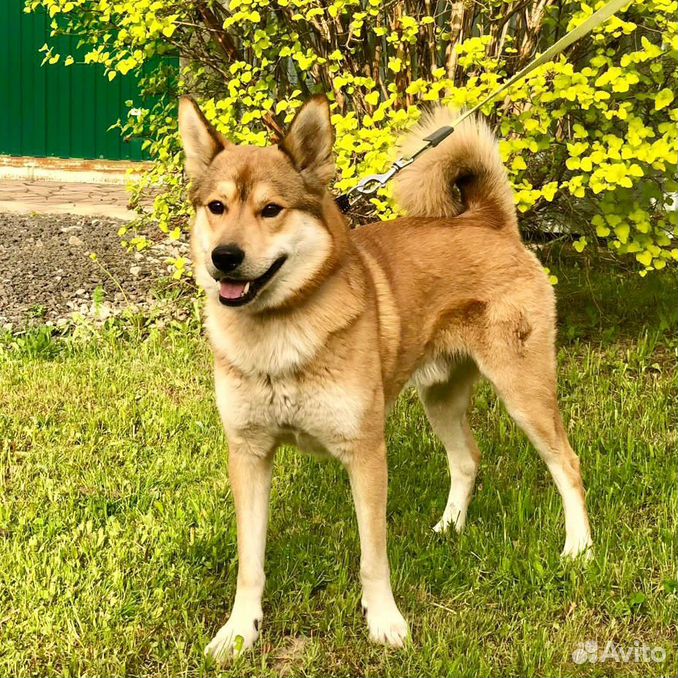 Собака-улыбака Джей 1,5 года ищет дом