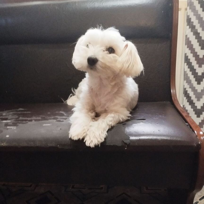 Щенки болонки