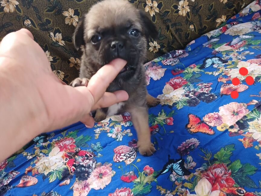 Мопсики щенки