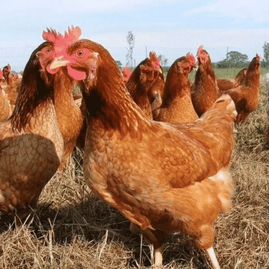 Красные несушки высокой яйценоскости с доставкой