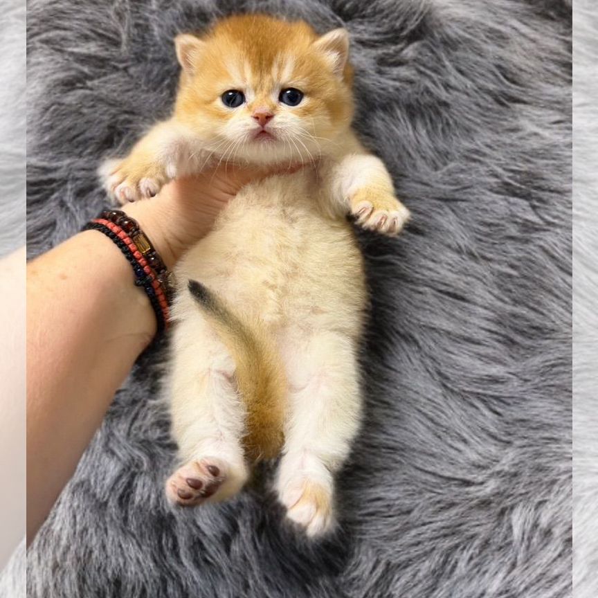 Британский короткошёрстный котёнок