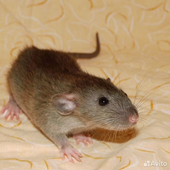Крысенок агути дамбо