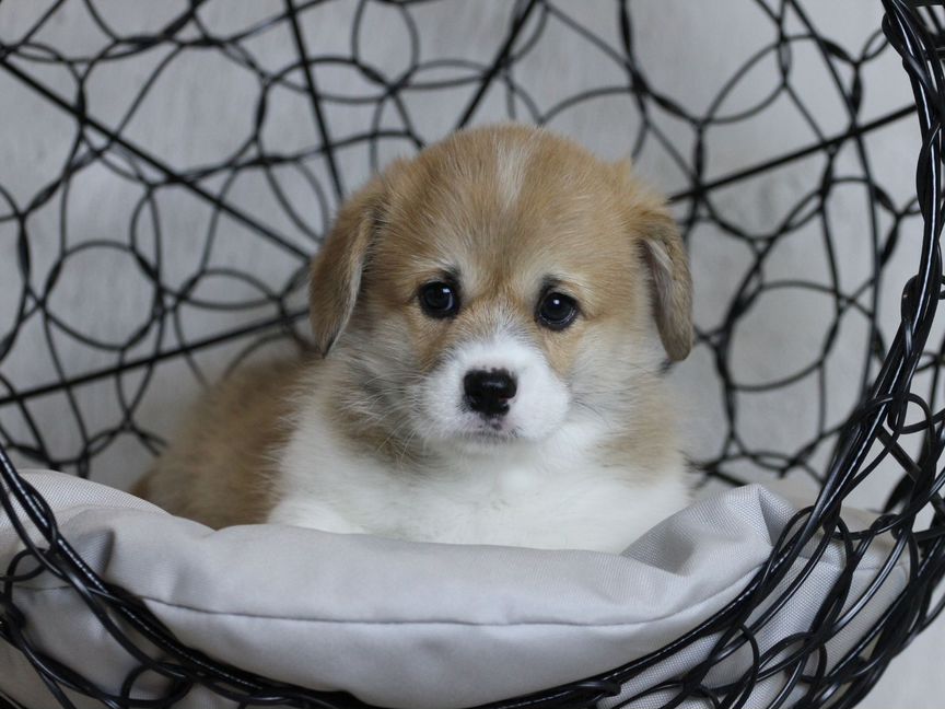 Вельш-корги пемброк