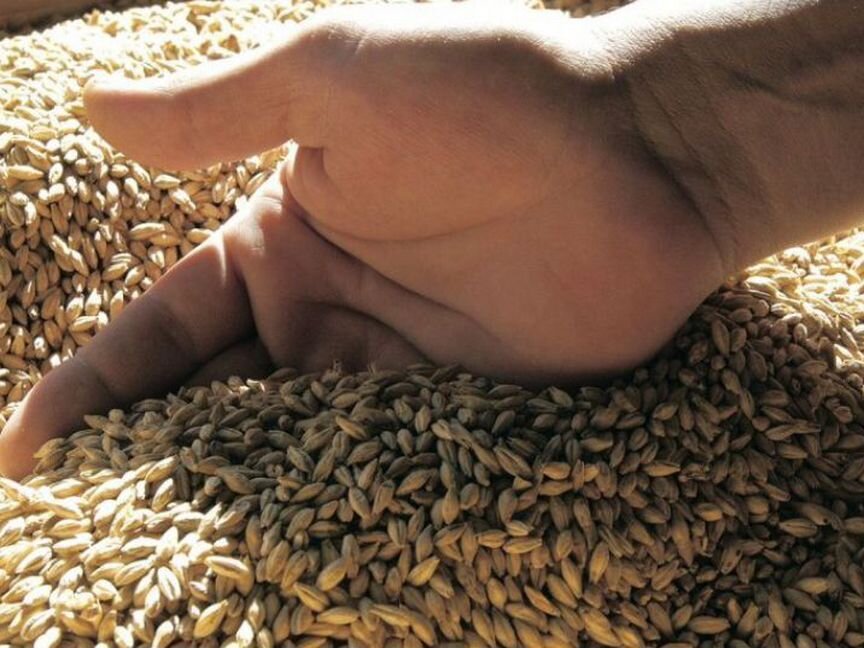 Зерно пшеница ячмень кукуруза