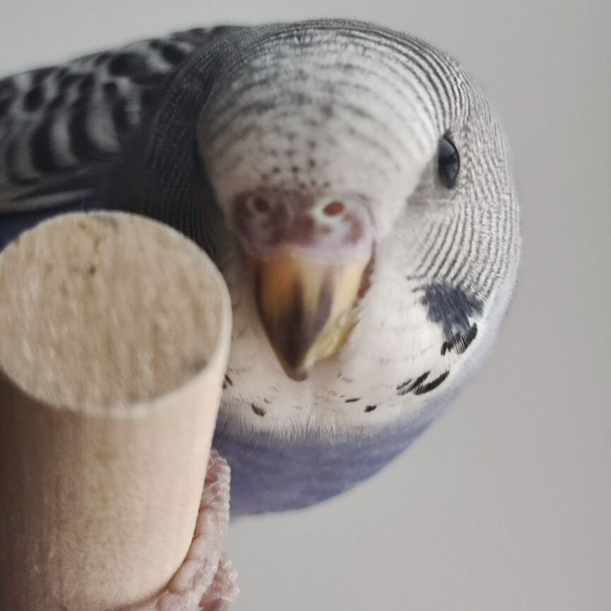 Птенцы волнистый попугай ручной