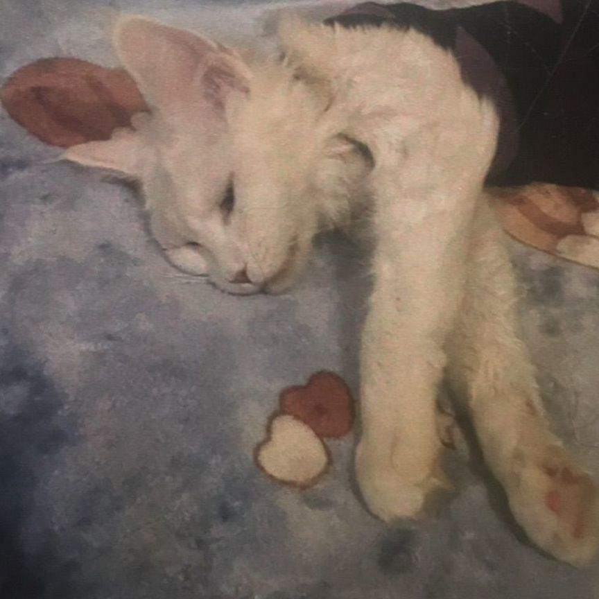 Мейн-кун котёнок