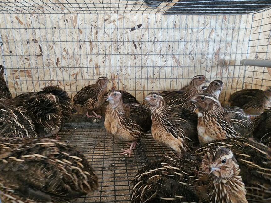 Перепела фараон мальчики