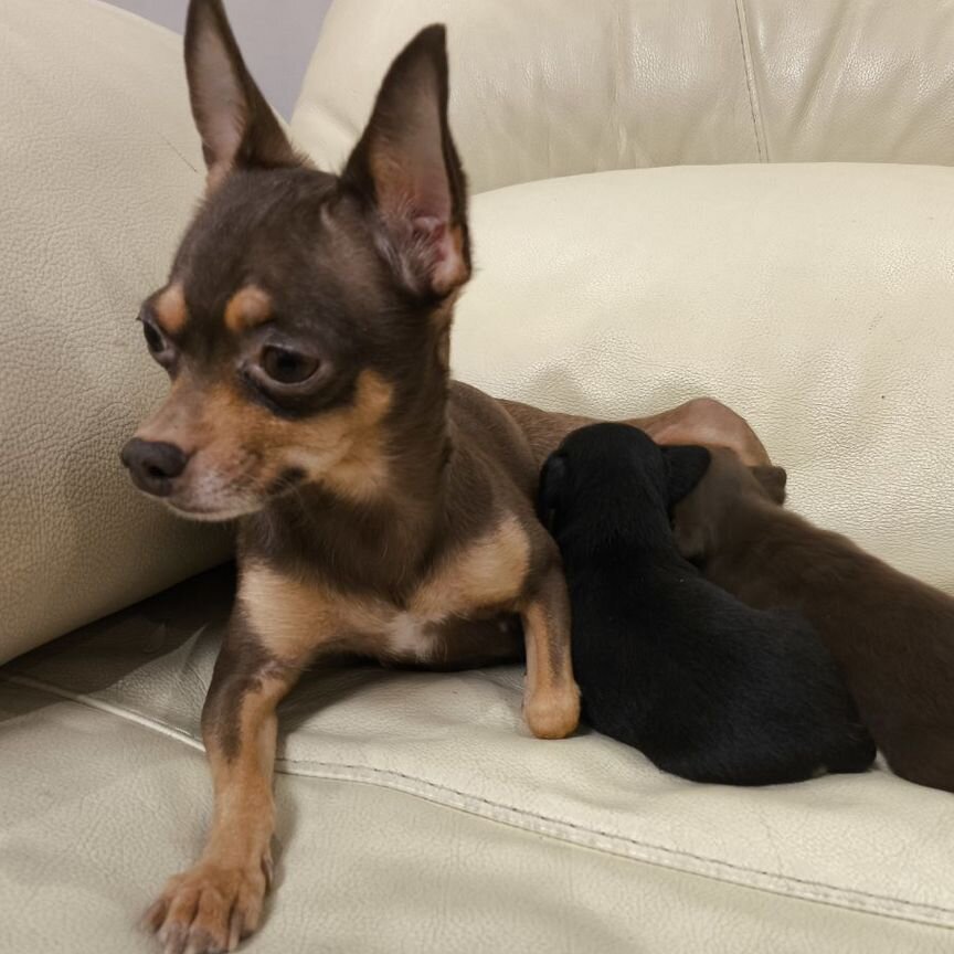 Русский той-терьер, щенок